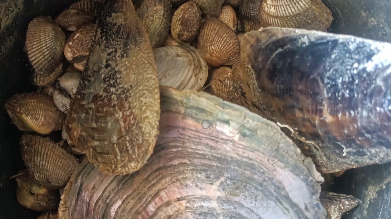 Tuturial how to find Shells (Litob) - YouTube