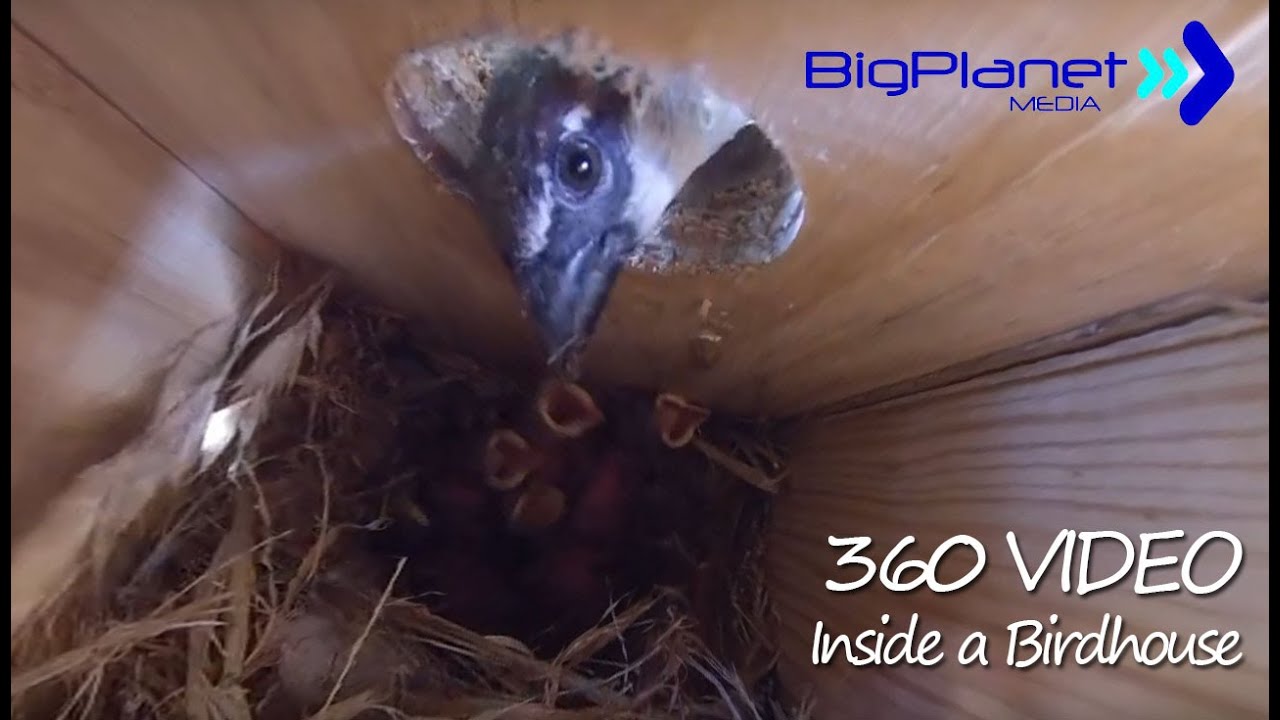 Inside a Birdhouse with baby birds and mama bird feeding - YouTube