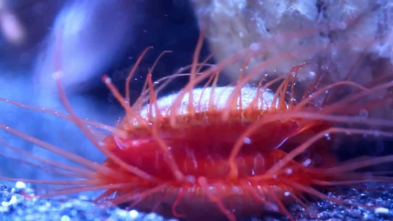 Electric Flame Scallop - YouTube
