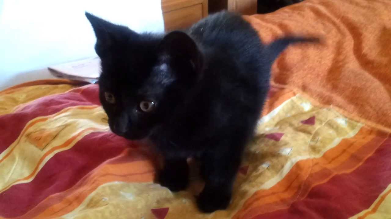 caaaaaaaaaaaaaats 106 - YouTube