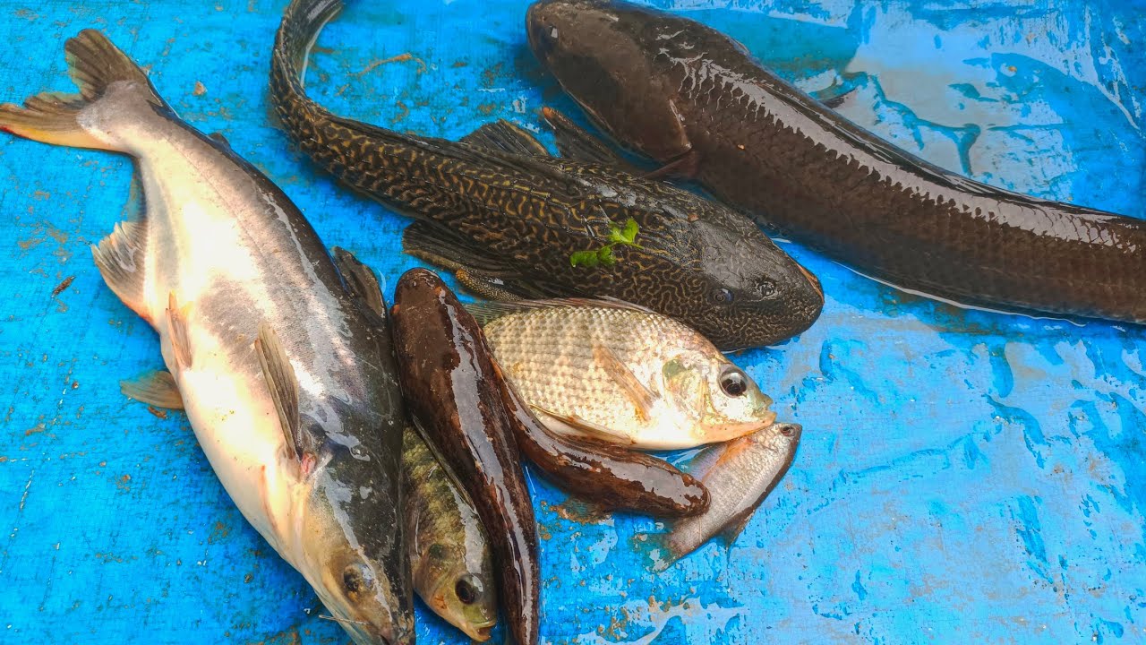 Menangkap ikan lele dumbo ikan gabus ikan sapu sapu bulus ikan paten di ...