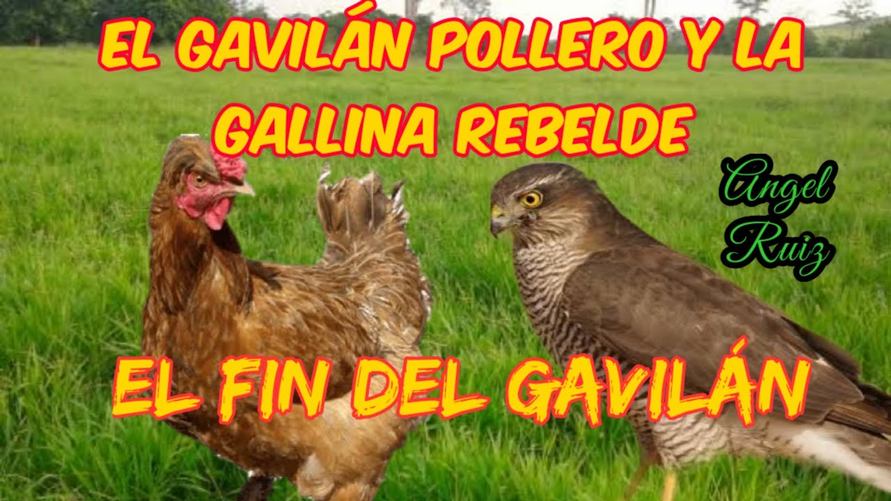 La gallinita rebelde y el Gavilán pollero - YouTube