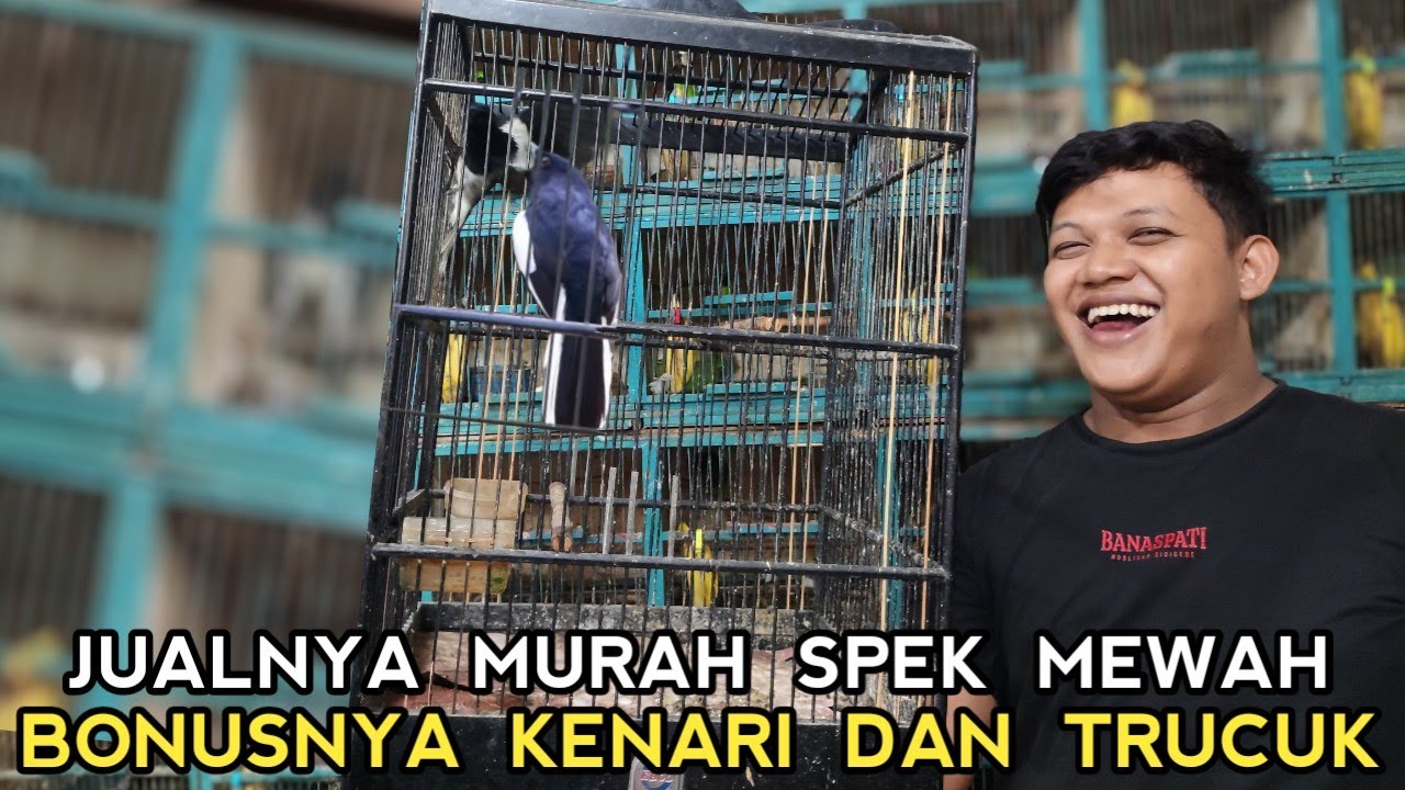 BONUSNYA GAK KALENG-KALENG !! KACER JANTAN MULAI 150 RIBU DI PASAR ...