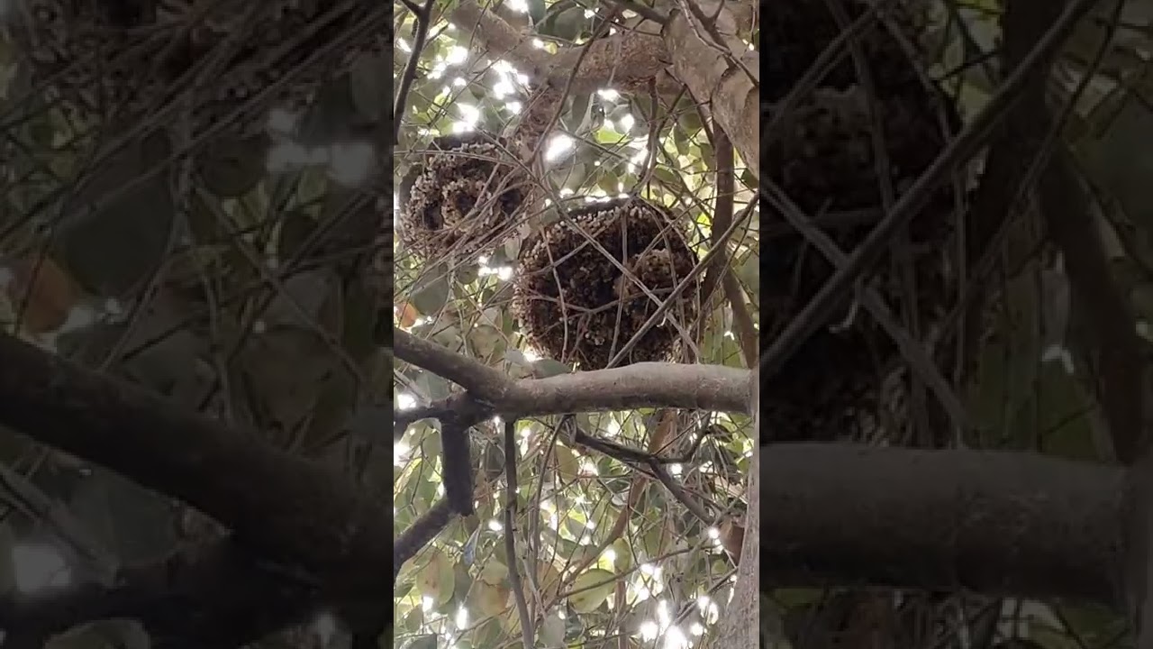 ततैया का छत्ता l Tataiya Ka Chhata | Very Dangerous Tree - YouTube