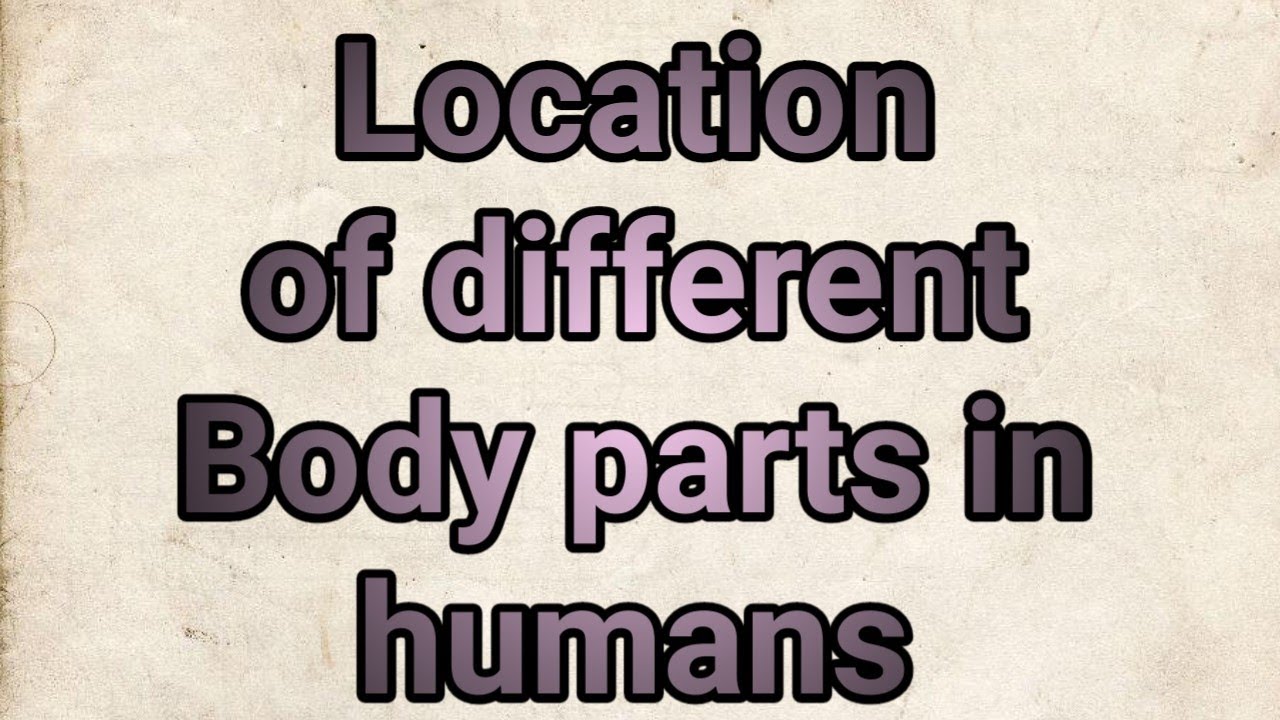 Location of different body parts#biology#animatedvideo - YouTube