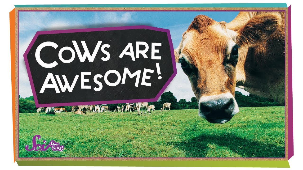 4 Reasons Cows are Awesome! | Animal Science for Kids - YouTube