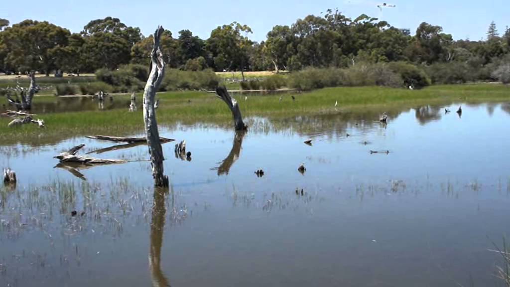 Things to do in Perth - Lake Claremont - YouTube