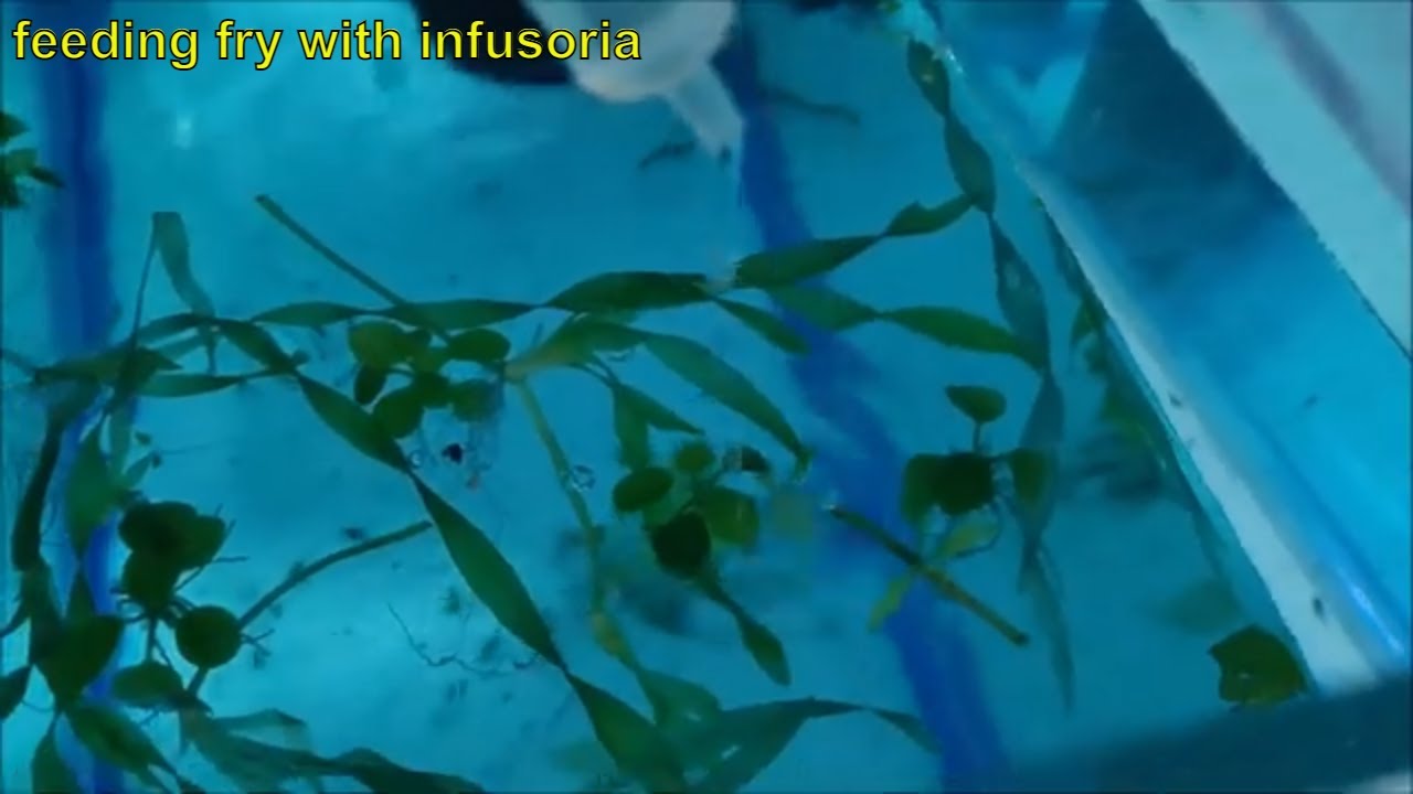 How to culture infusoria the easiest and fastest way - culturing ...