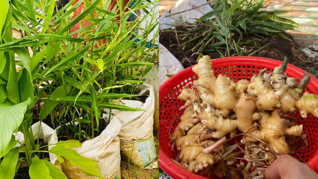How to grow ginger in a bag of soil and get a surprise harvest / DIY ...