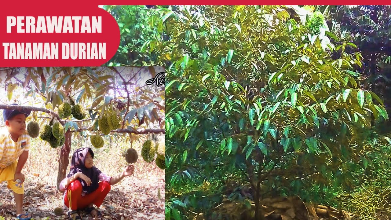 PROSES PENYIANGAN TANAMAN DURIAN - YouTube