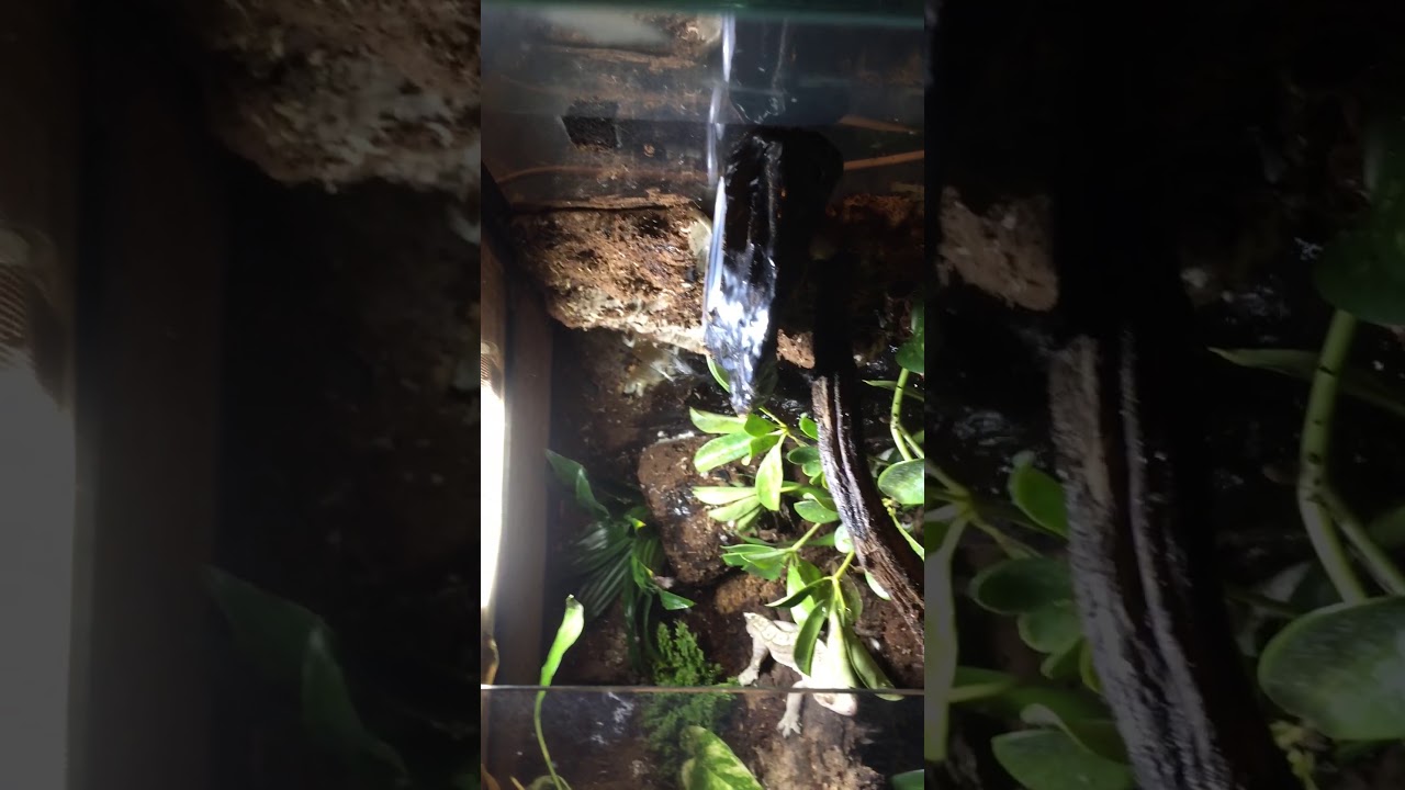 Bioactive crested gecko setup with waterfall - YouTube