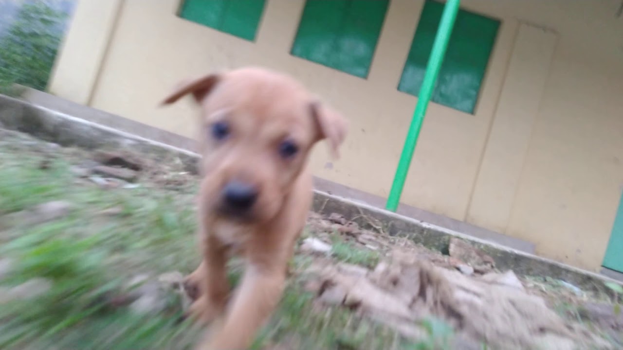 Cute dog ran - YouTube