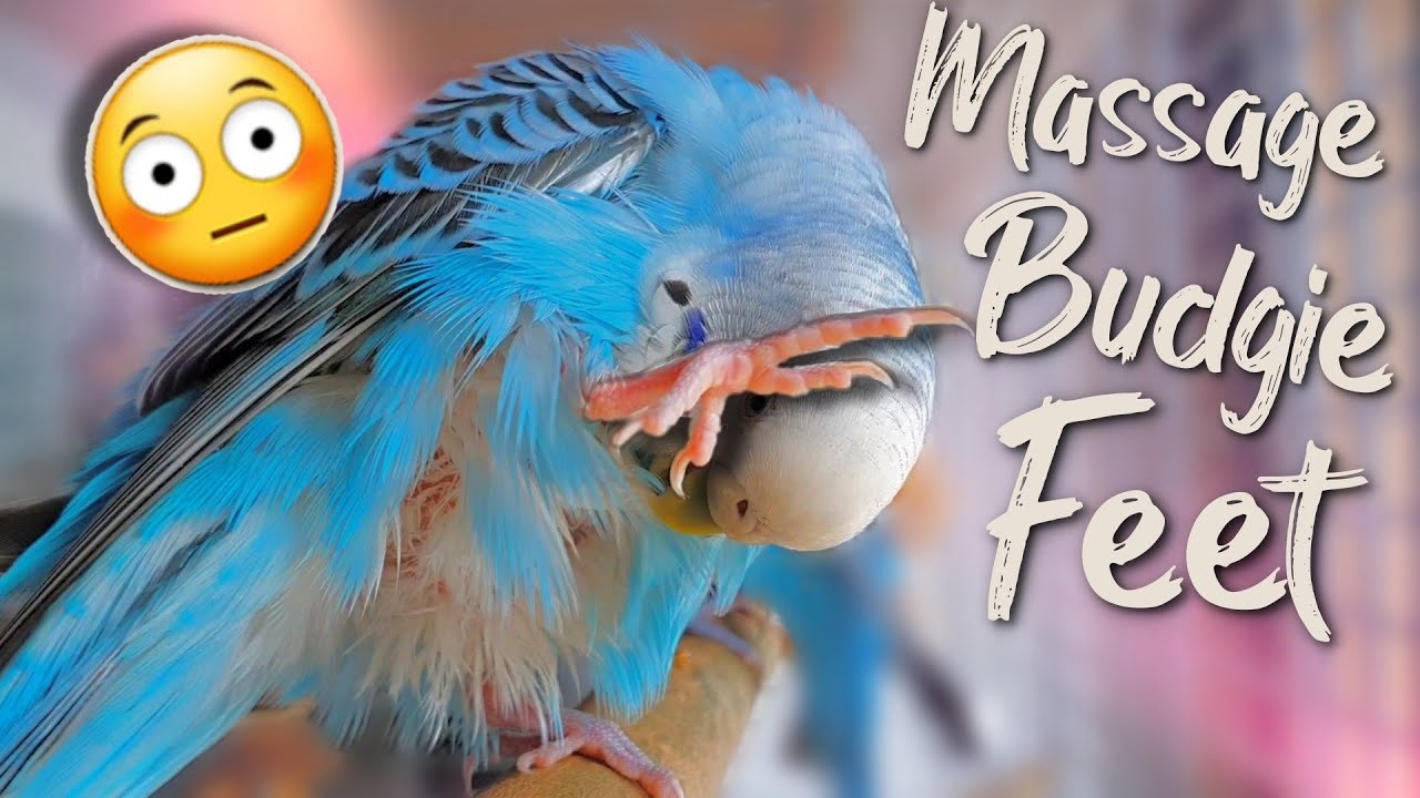 That's Why You Should Massage Your Parrot's FEET | Dry Feet Solution ...