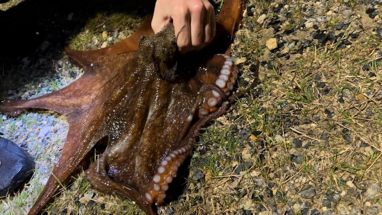 Mandurah Estuary 80 kilo ray - YouTube