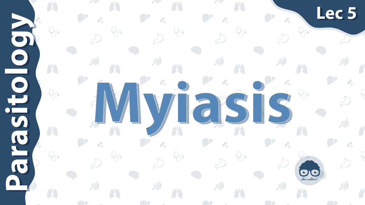 Parasitology - Myiasis (Lec5) - Dr Amro Ashraf - YouTube