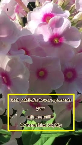 shine in your life like a flower-beautiful flower - YouTube