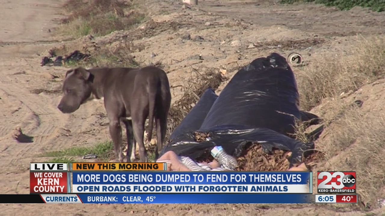 Dog dumping - YouTube