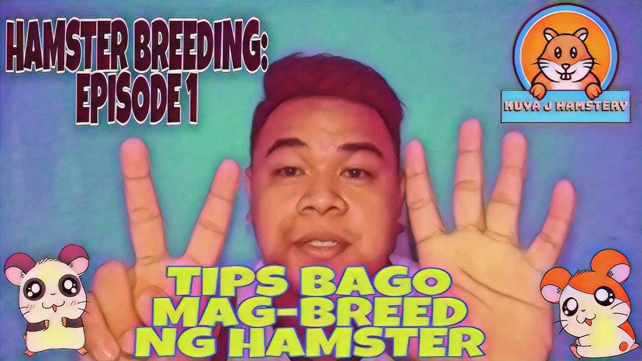 HAMSTER BREEDING EPISODE 1: PREPARATION - YouTube