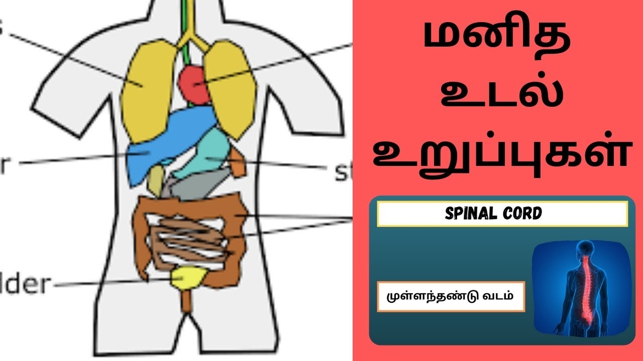 மனித உடல் உறுப்புகள் | Human Body Parts Name With Picture In Tamil and ...