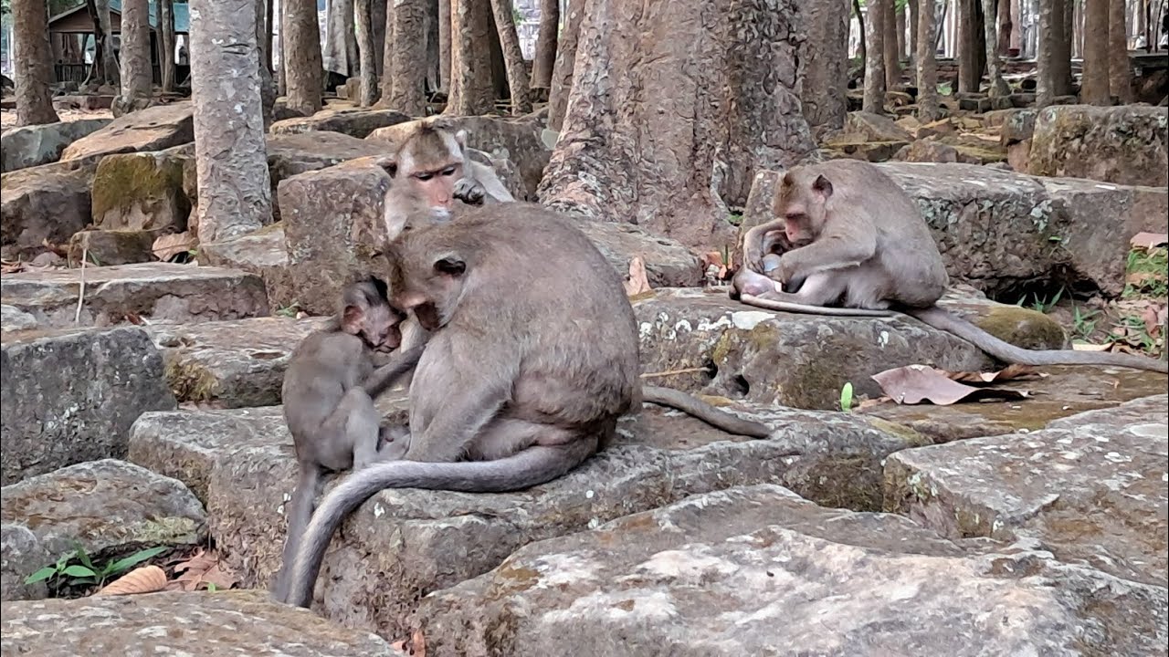 Monkey with Nature #213 Monkey life now a day | Look so good and lovely ...