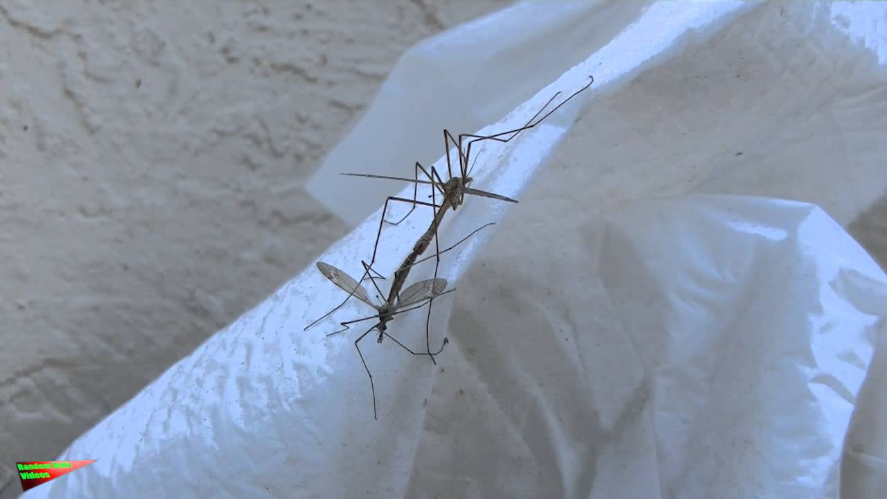 RPV: Adult Mosquitoes Mating on a paper towel - YouTube