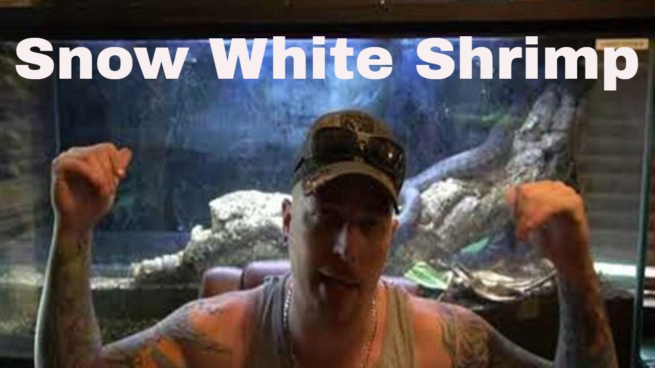 Caridina Snow White Shrimp Care & Breeding Guide: Beautiful Species ...