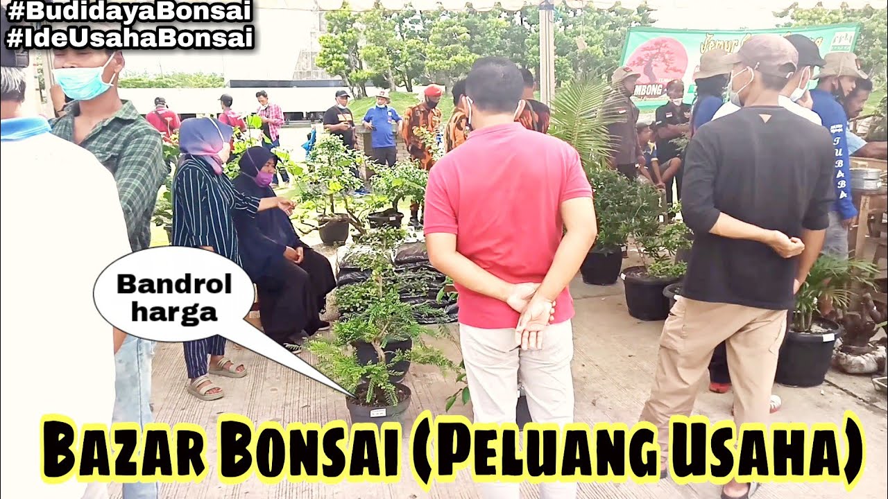 Bazar Berbagai Jenis Bonsai Lengkap dg Bandrol Harga || Ide / Peluang ...