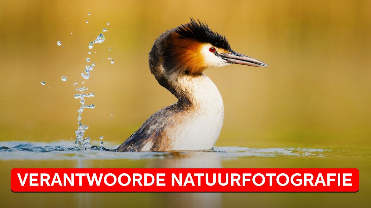 Kleurrijke Natuurfotografie