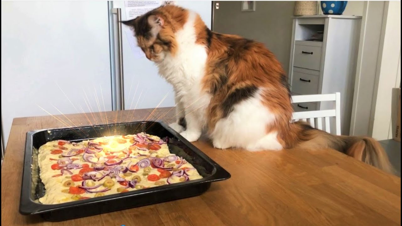 Maine Coon Cat: Bakes Focaccia for the First Time! 🍞🐾 - YouTube