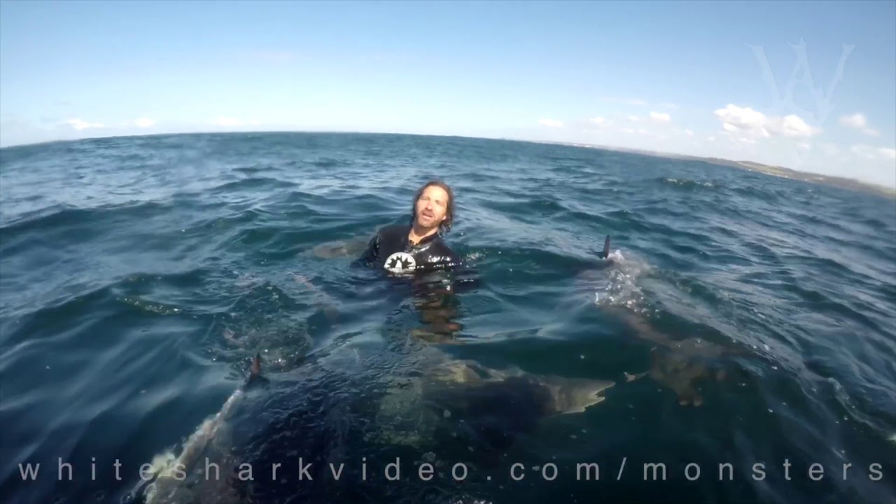 Talking Sharks While Surrounded by Sharks 2 - YouTube