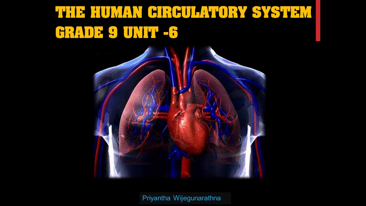 blood circulatory system Grade 9 - YouTube
