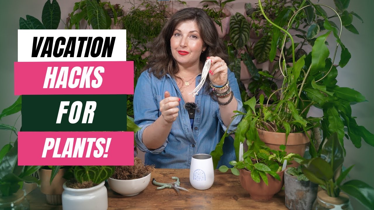 Vacation Proof Your Plants // How to Keep Your Plants Alive While You're on Vacation - YouTube