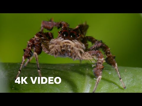 Spider With Three Super Powers | 4K UHD | The Hunt | BBC Earth