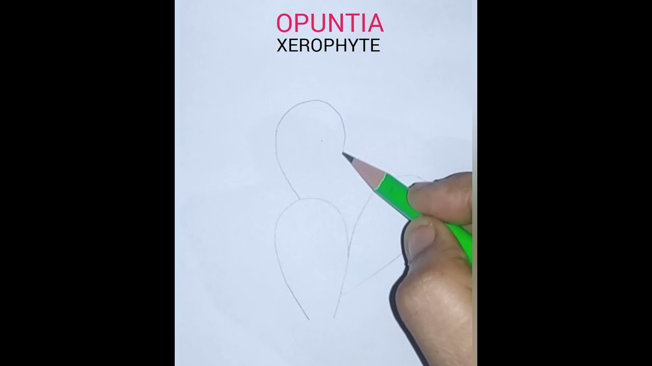 How to draw Opuntia-Xerophyte/how to draw cactus - YouTube