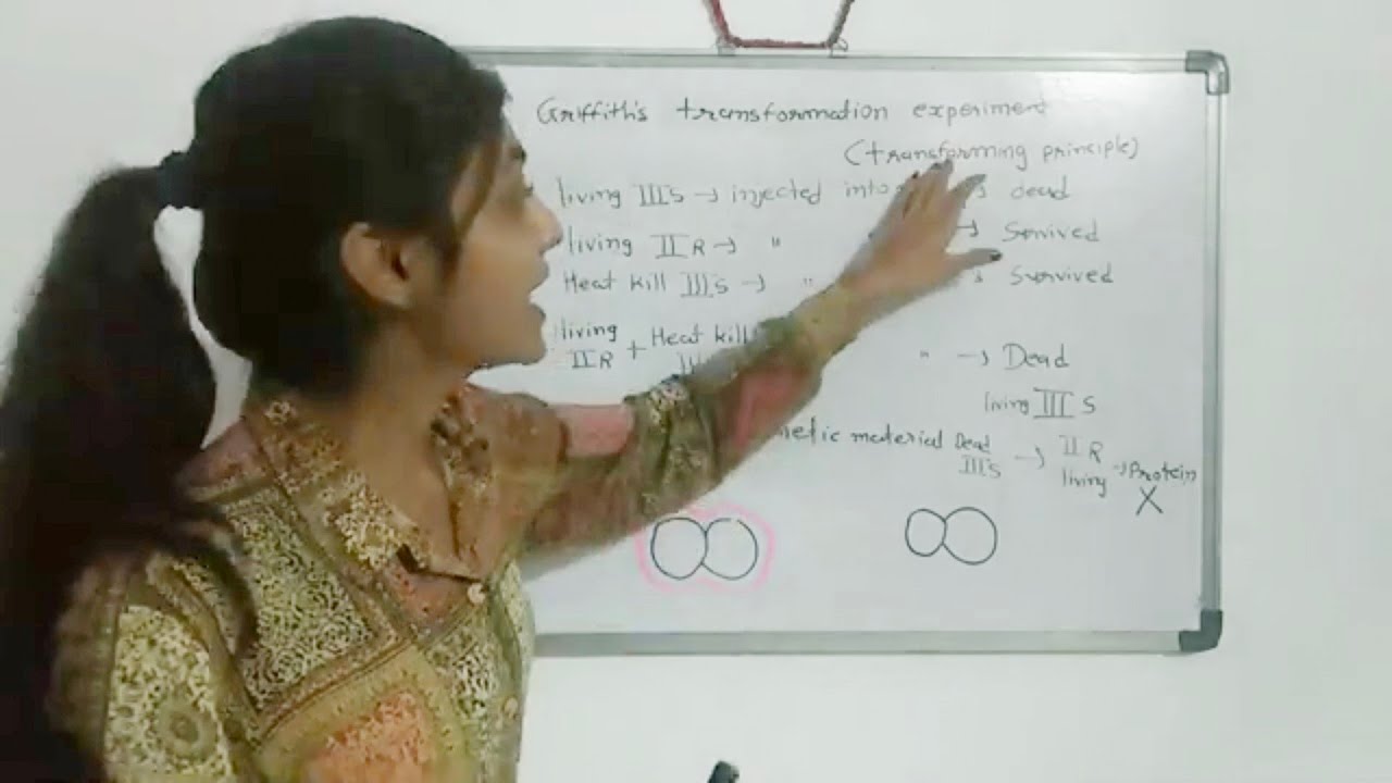 Griffith's transformation experiment (Transforming principle) - YouTube
