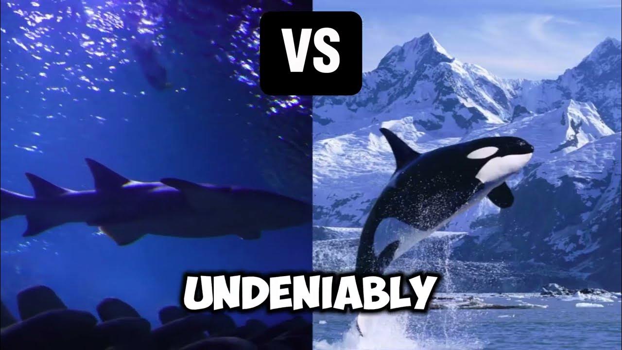 Great White Shark VS Killer Whale: Who Would Win? - YouTube