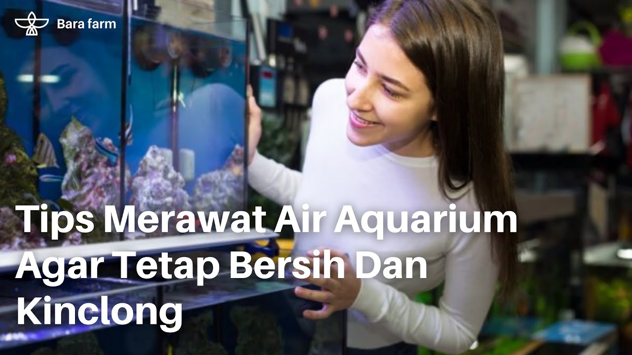 7 Cara Merawat Air Aquarium Agar Tetap Bersih Dan Kinclong - YouTube
