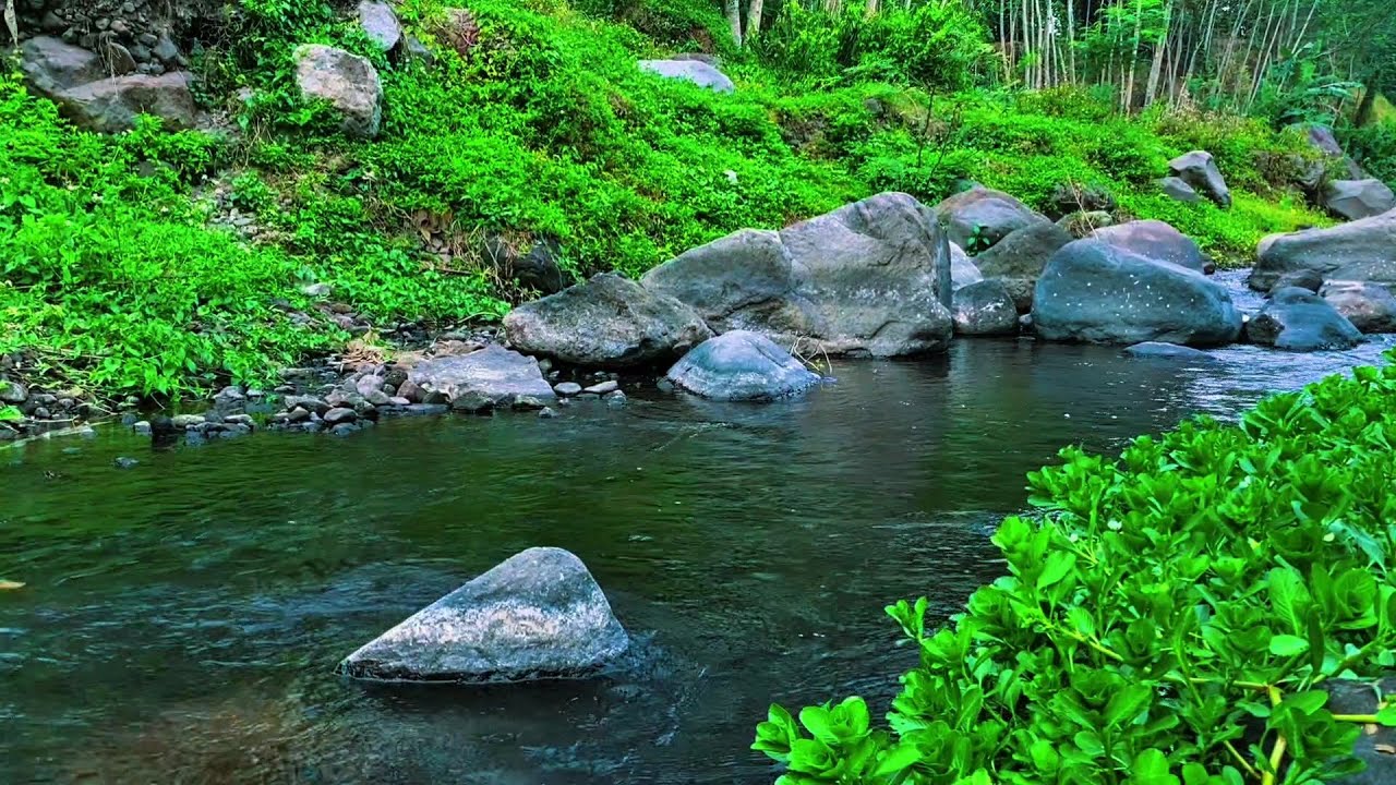 Magical sounds of the forest, Beautiful Water River Sounds, Goodbye ...