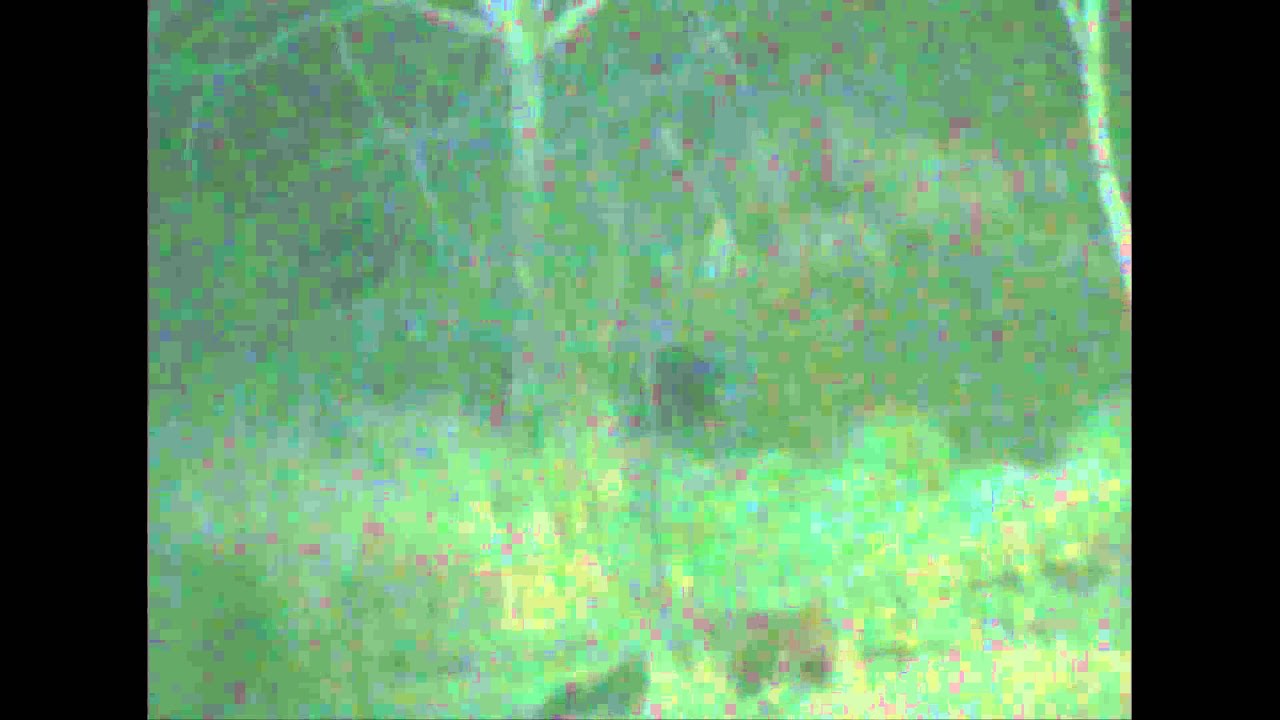 Wild pigs at night - YouTube