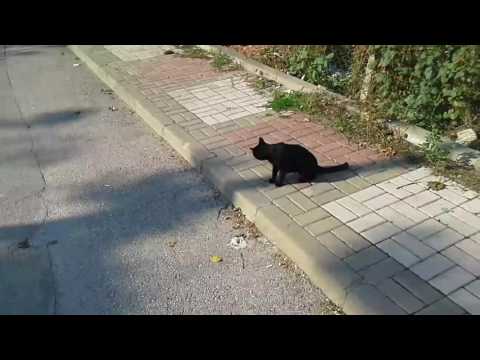 Kedinin yılanla kavgası