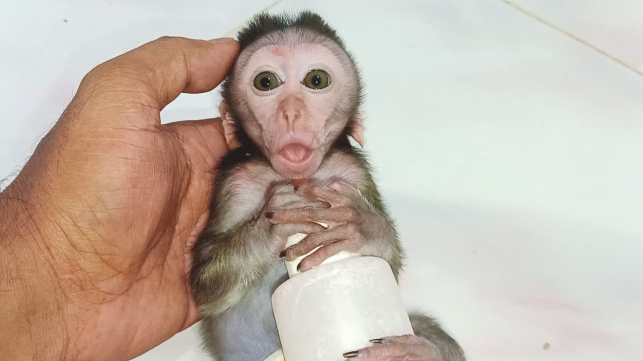 baby monkey annie chit-chat behaved.. - YouTube