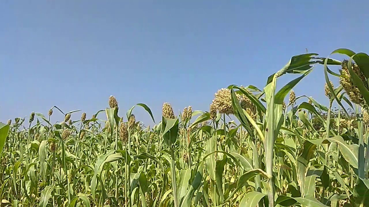 Indian Jawari Farming ज्वारी कणीस तयार होत आहे . - YouTube