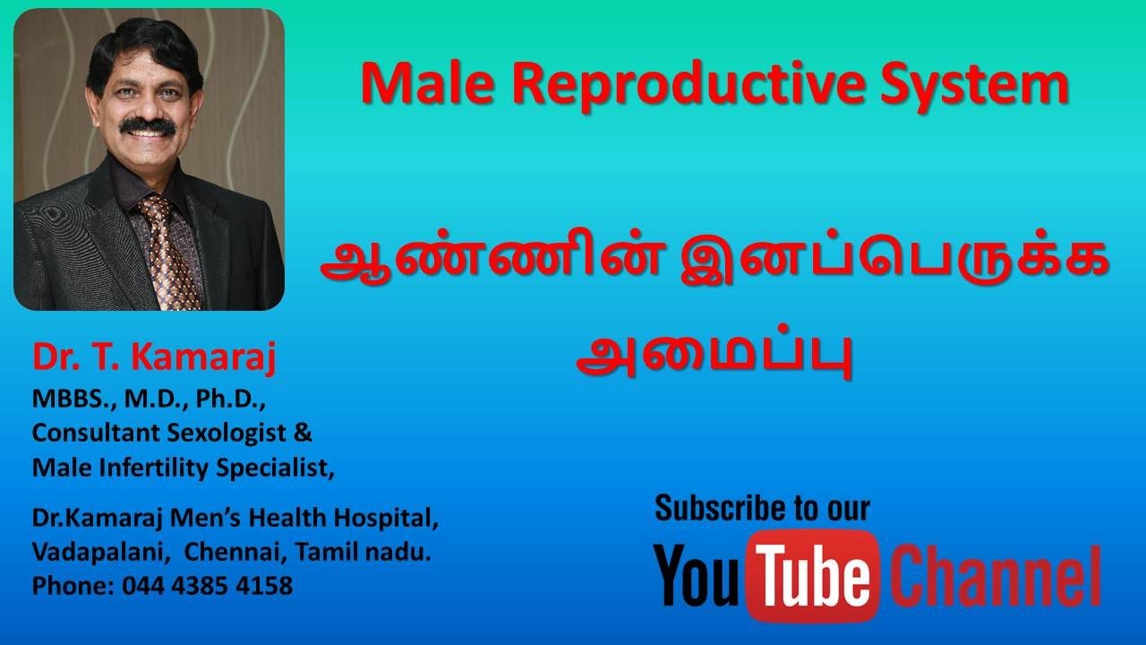 Male Reproductive System - YouTube