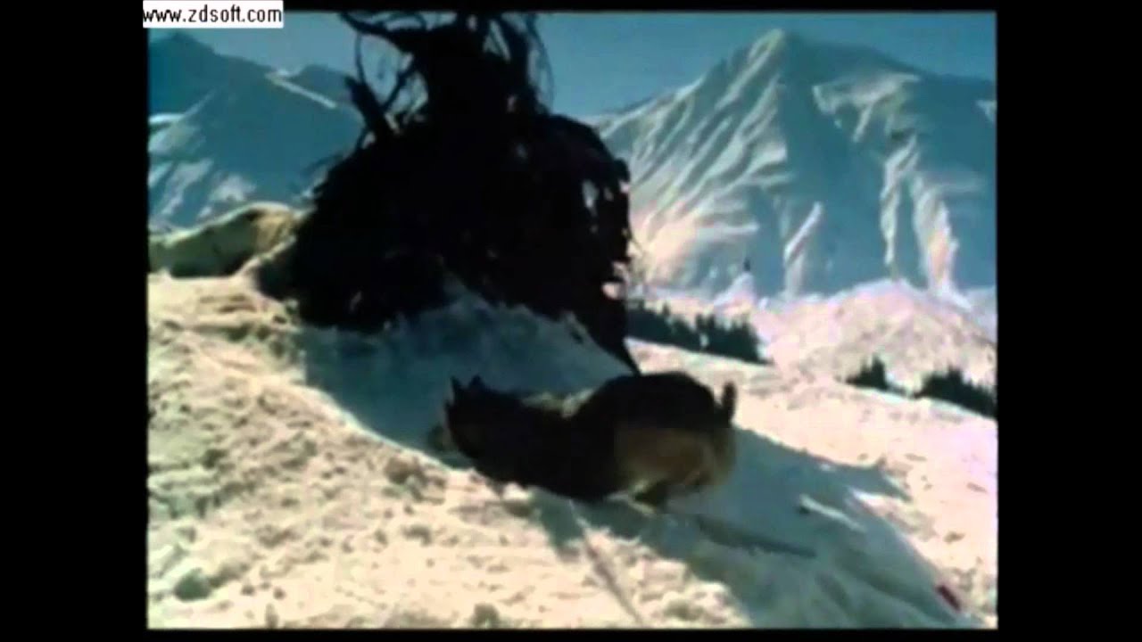 Wolf Brother trailer (awesome edition) - YouTube