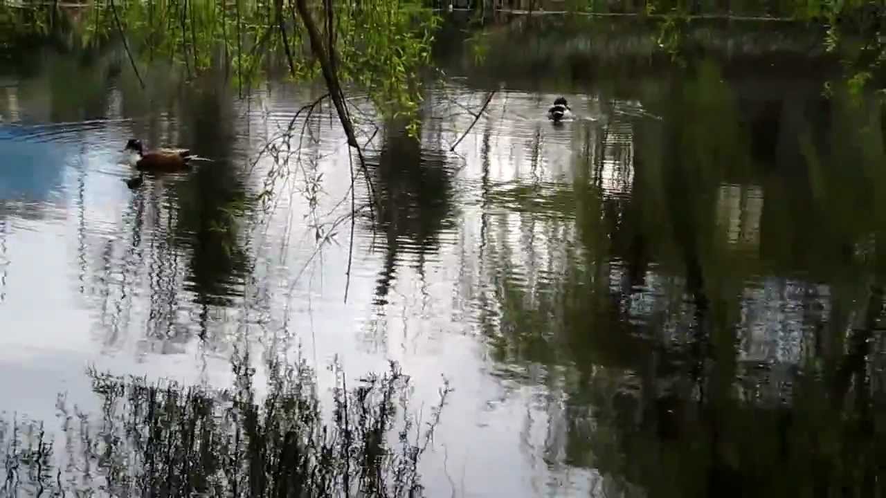 Ducks In Colchester Castle Park Essex - YouTube