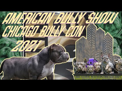AMERICAN BULLY SHOW CHICAGO BULLY CON 2021 - YouTube