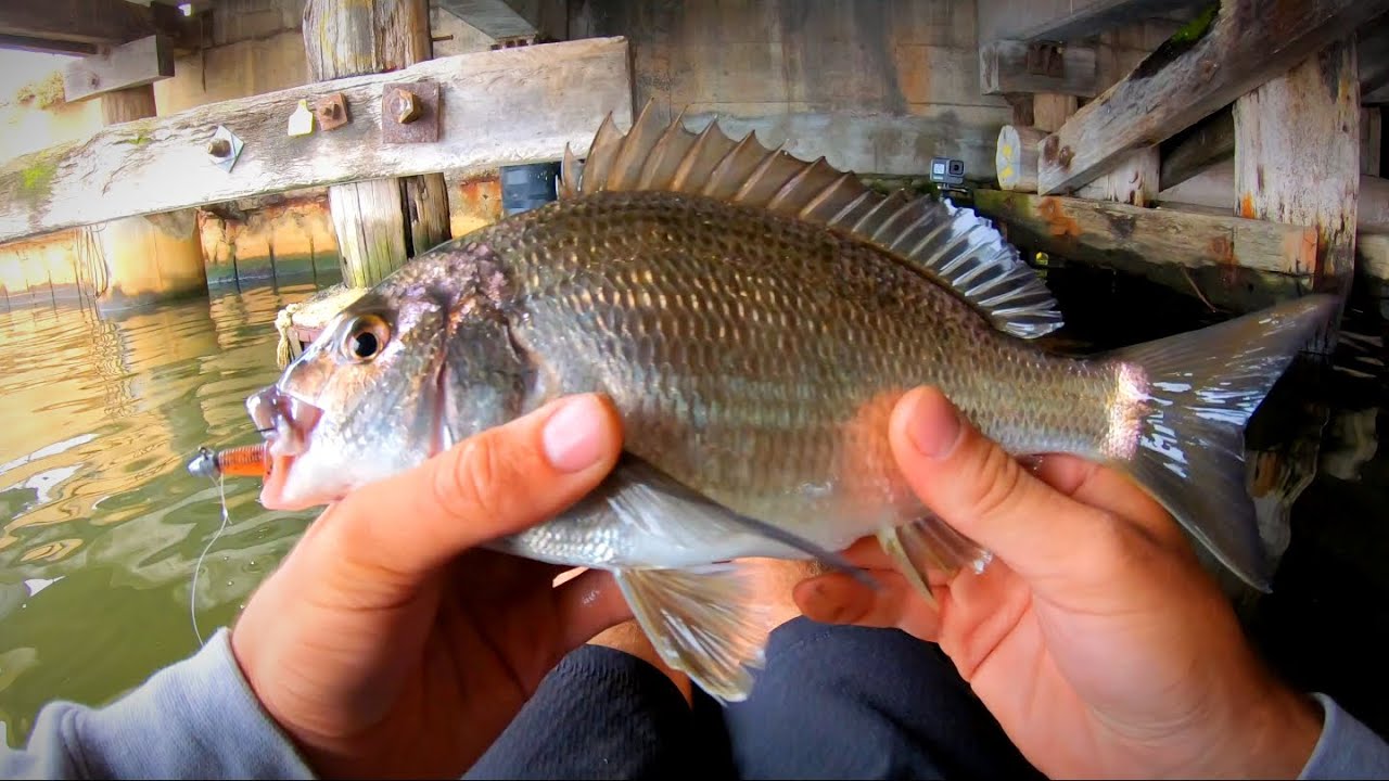 How to Catch BREAM on SOFT PLASTICS! - YouTube