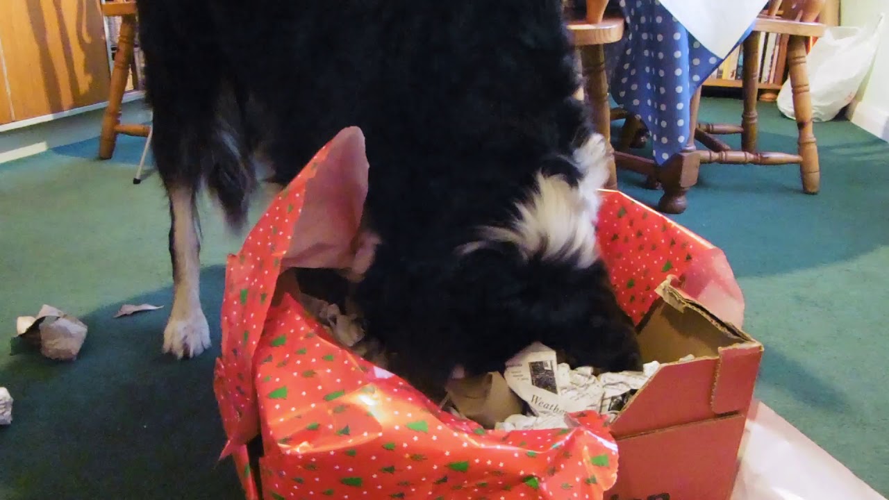 Ben's Collie Dog Christmas Present - YouTube