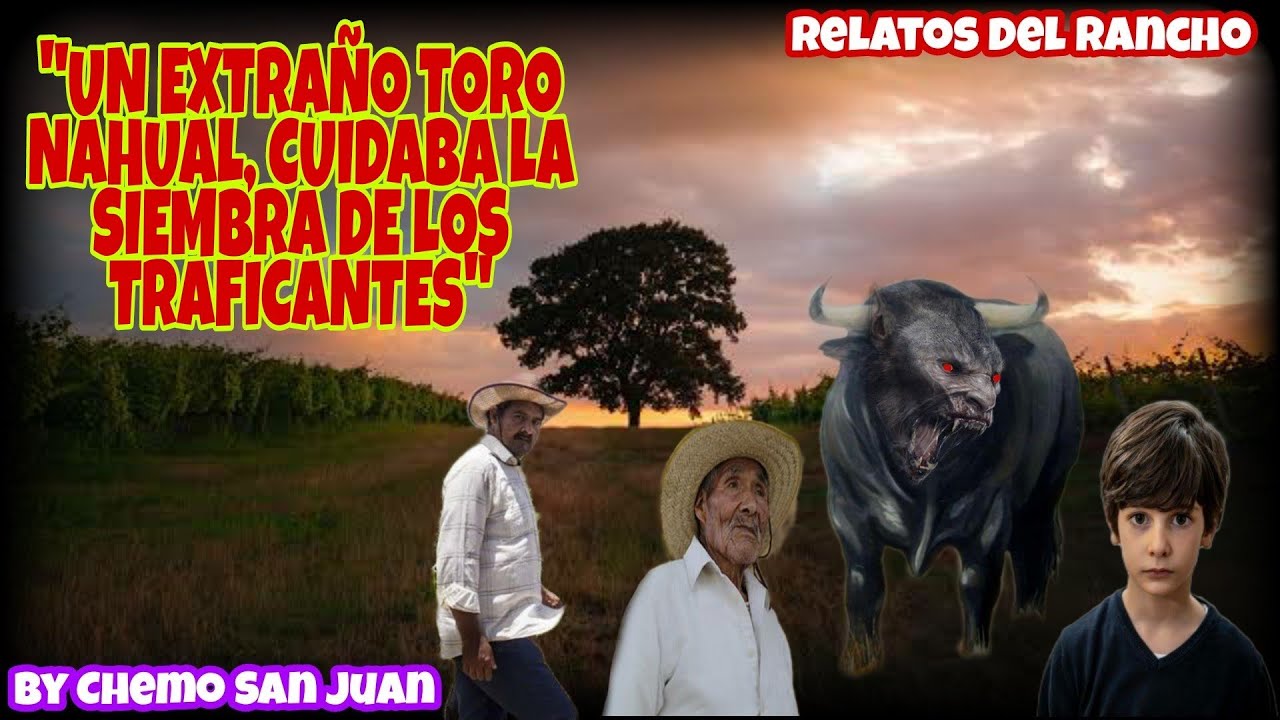 "UN EXTRAÑO TORO NAHUAL, CUIDABA LA SIEMBRA DE LOS TRAFICANTES ...