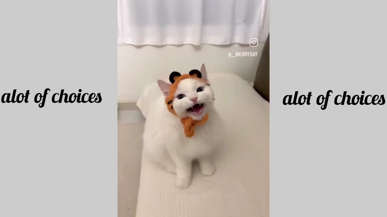 Hilarious Cat Fails & Crazy Moments That Will Make You LOL! 🐾😂 - YouTube